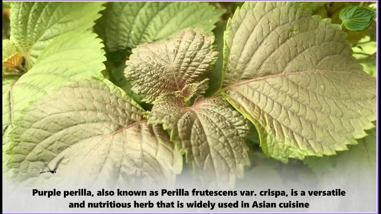 Purple Perilla The Multifunctional Herb Right in Your Backyard - Jean ...